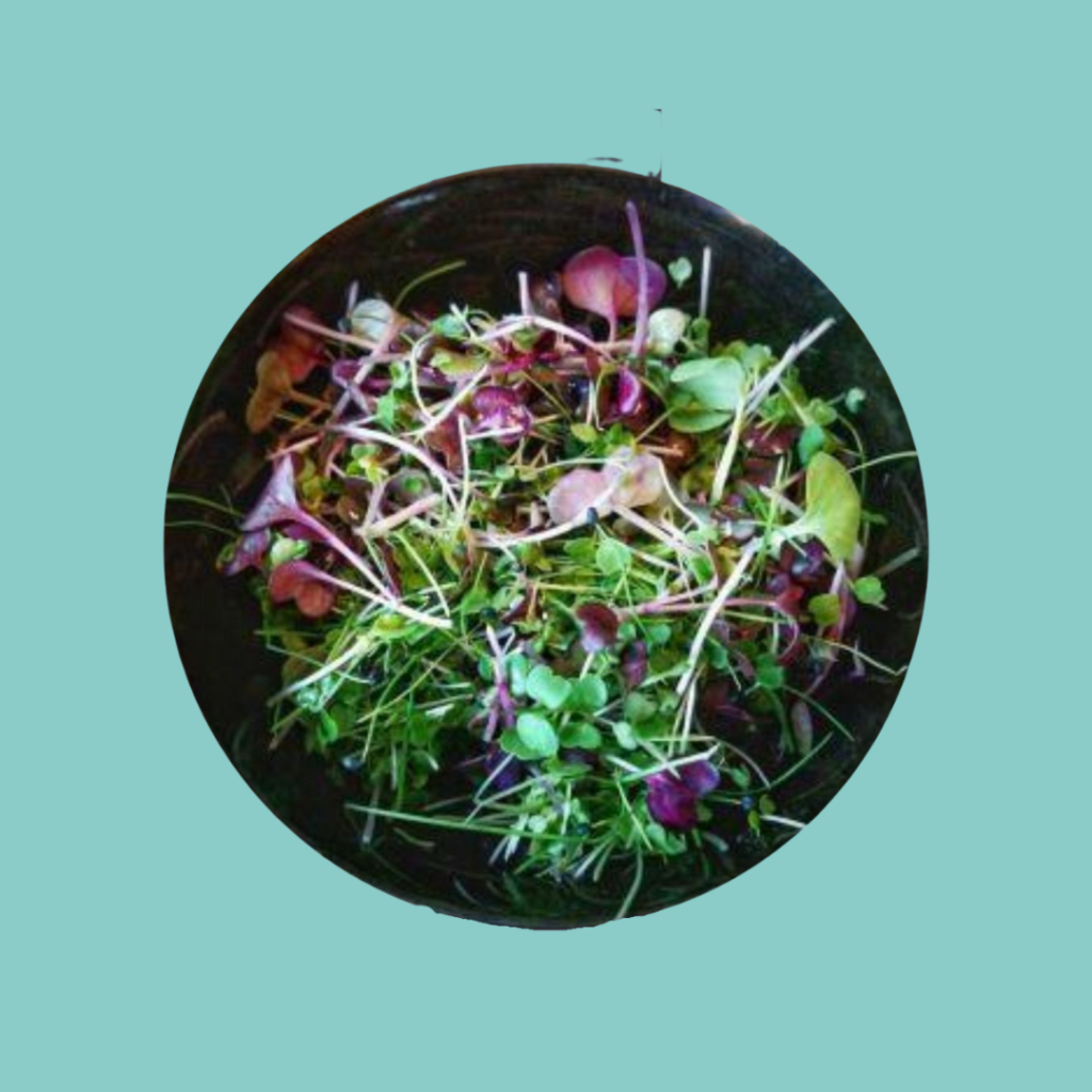 Microgreens Introduction: Nutritional Guide - scMicroGro