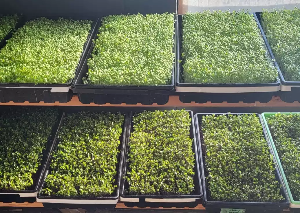 Sustainable Microgreens Farming - scMicroGro